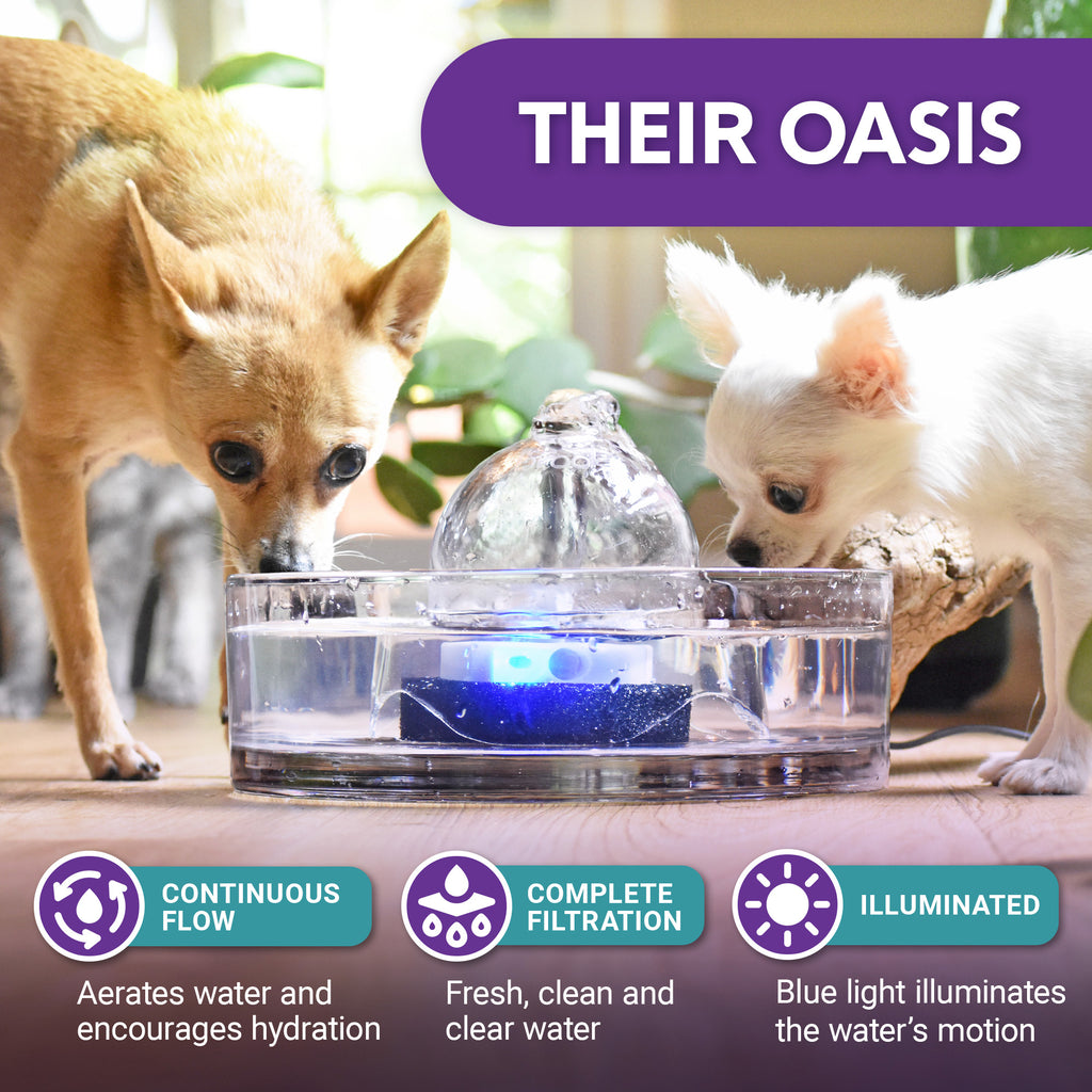 Brook Glass Pet Fountain – Cat Fountain – Automatic Water Dispenser