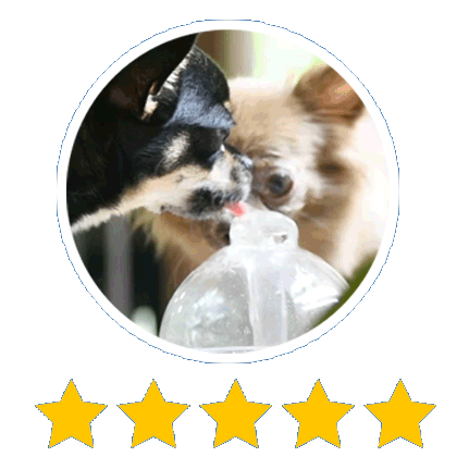 BROOK Glass Pet Fountain – All-Glass Water Fountain for Cats and Dogs ...