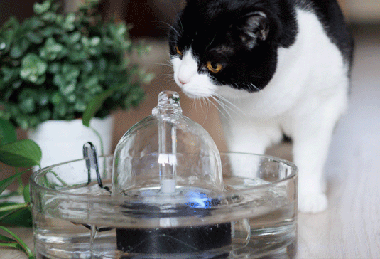 BROOK Glass Pet Fountain – All-Glass Water Fountain for Cats and Dogs ...